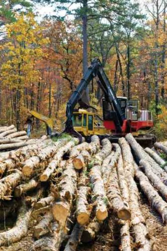 How to Sell Timber From Your Land - Grit